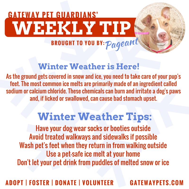 GPG Tip of the Week - 1/21/2016 - Gateway Pet Guardians