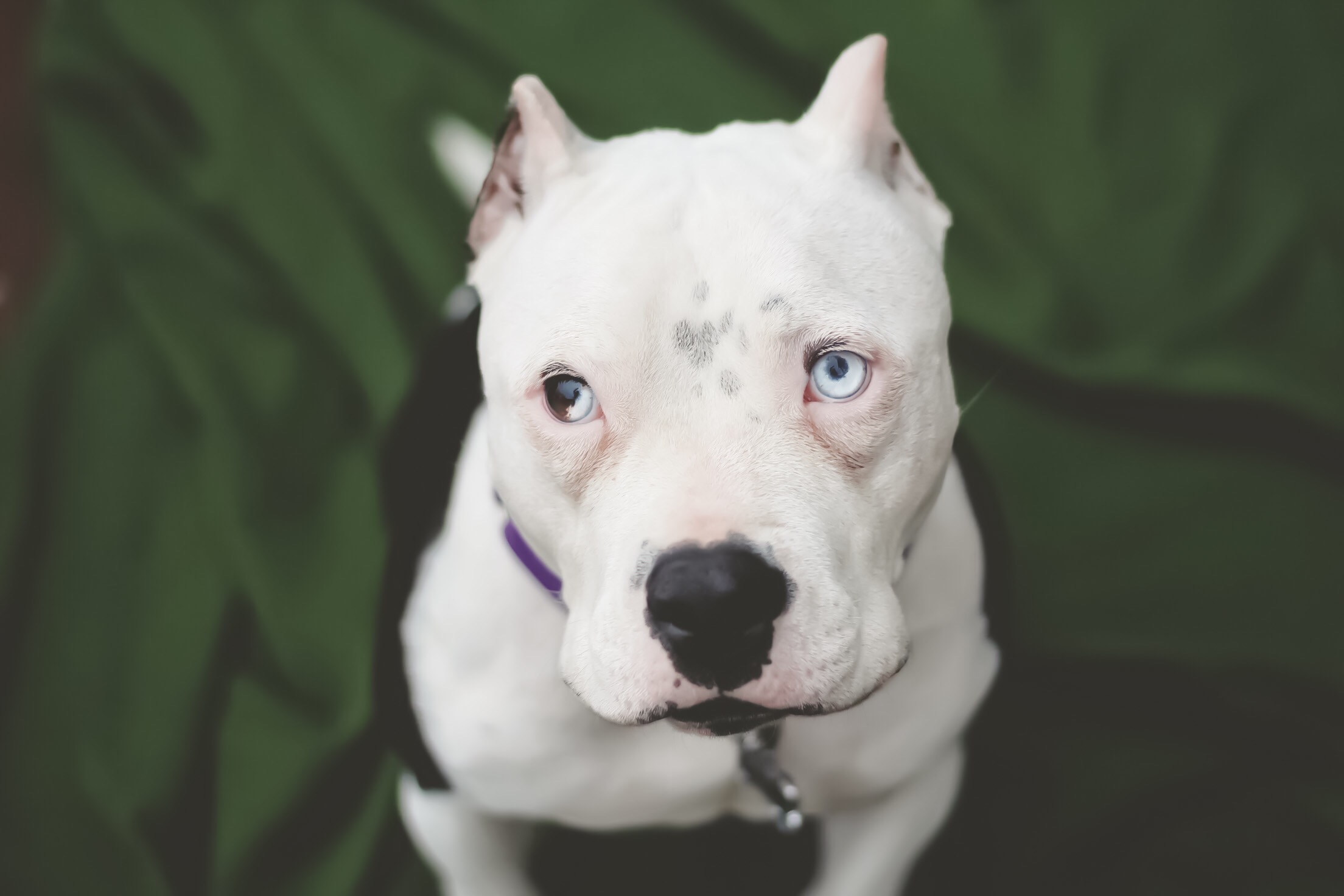 The Missing Piece: Andrea and Frida's Story - Gateway Pet Guardians