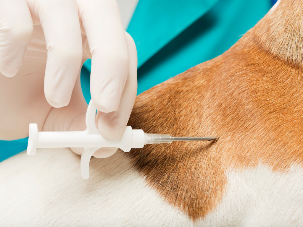 National Microchipping Month Success Stories - Gateway Pet Guardians